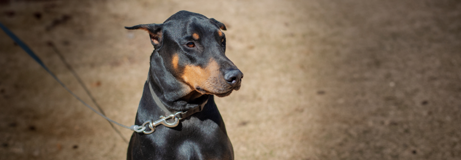 Home - Georgia Doberman Rescue